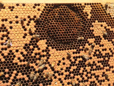 Guidance on Buying Hygienic Bees - Backyard Beekeeping
